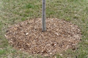 How To Landscape Around A Tree With Exposed Roots: 4 Easy Ways
