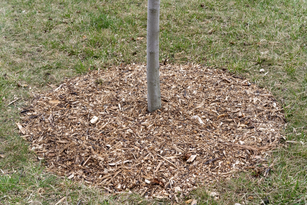 How To Landscape Around A Tree With Exposed Roots 4 Easy Ways